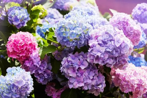 7 good-to-know tips for a lovely hydrangea! - Elmwood Garden Centre - Emerson's Green