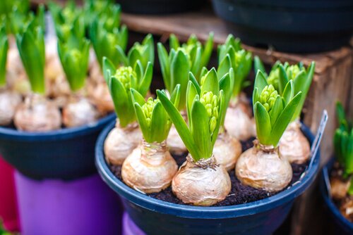 Discover Our Range of Spring Bulbs - Elmwood Garden Centre - Emerson's ...