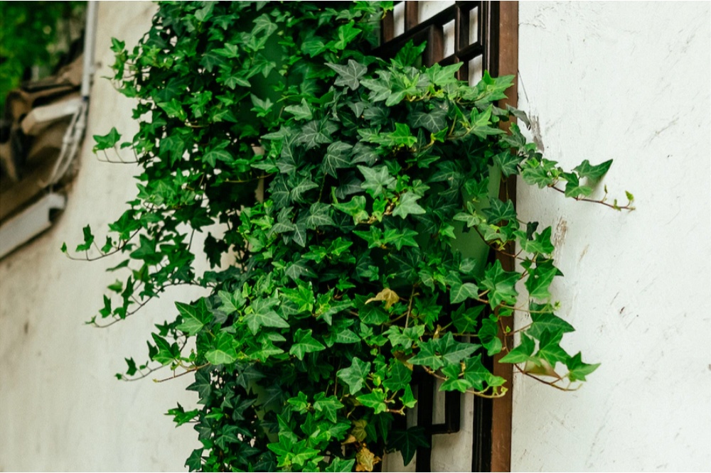 How to Get Rid of Ivy for Good - Elmwood Garden Centre - Emerson's Green