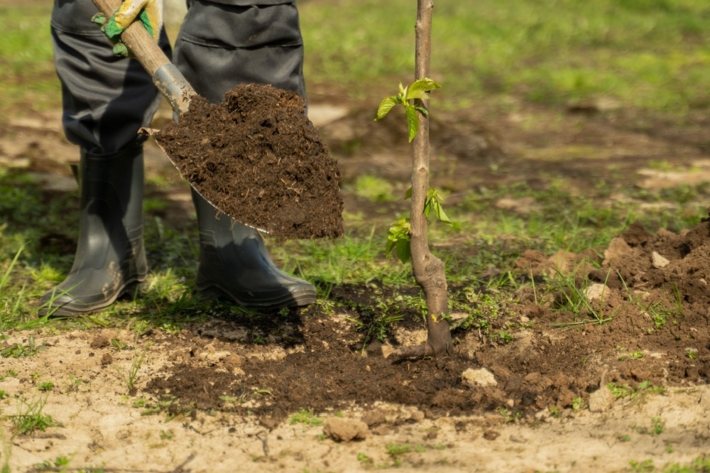 How to plant a tree - Elmwood Garden Centre - Emerson's Green