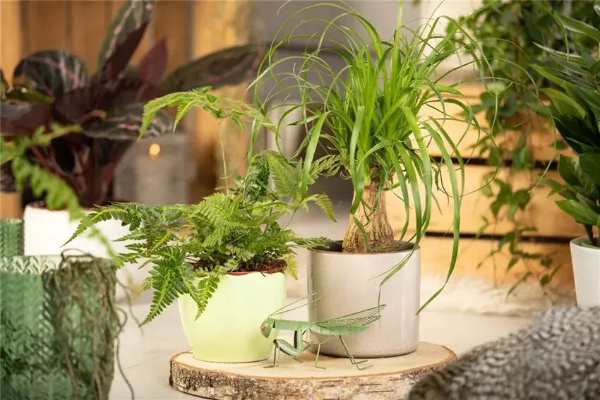 The variety of indoor plants is endless and beautiful - Elmwood Garden ...