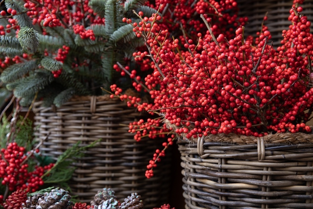Top five winter-interest plants for your garden and balcony - Elmwood ...