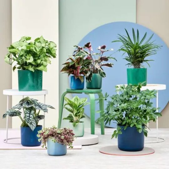 Indoor Pots & Extras - Elmwood Garden Centre - Elmwood Garden Centre ...
